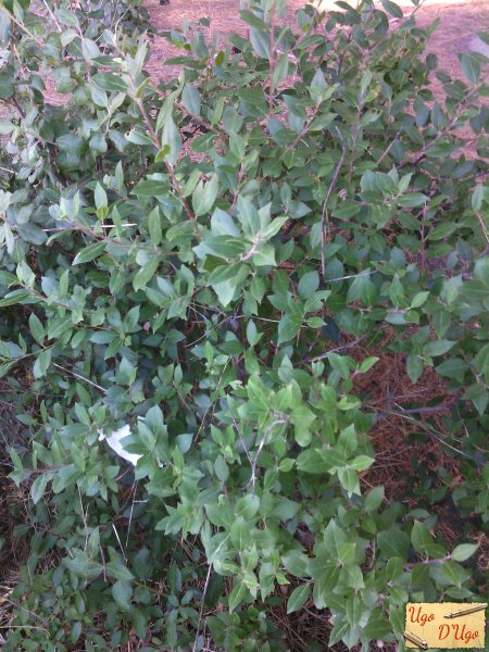 Flora spontanea del Molise